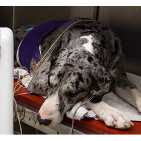 RECOVER Post-Cardiac Arrest Care Course